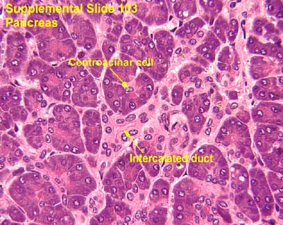 Pancreas Histology Acinar Cells Pancreatic Islets Hyperplasia
